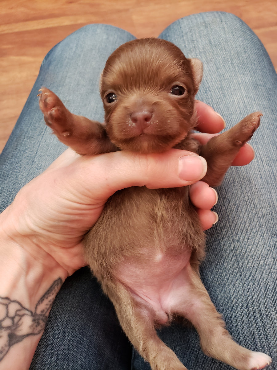 Puppy Care- Neonatal/ sick – mz behind the seamz